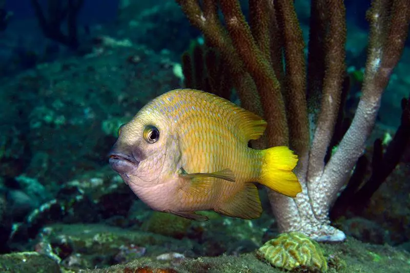 damselfish.jpg