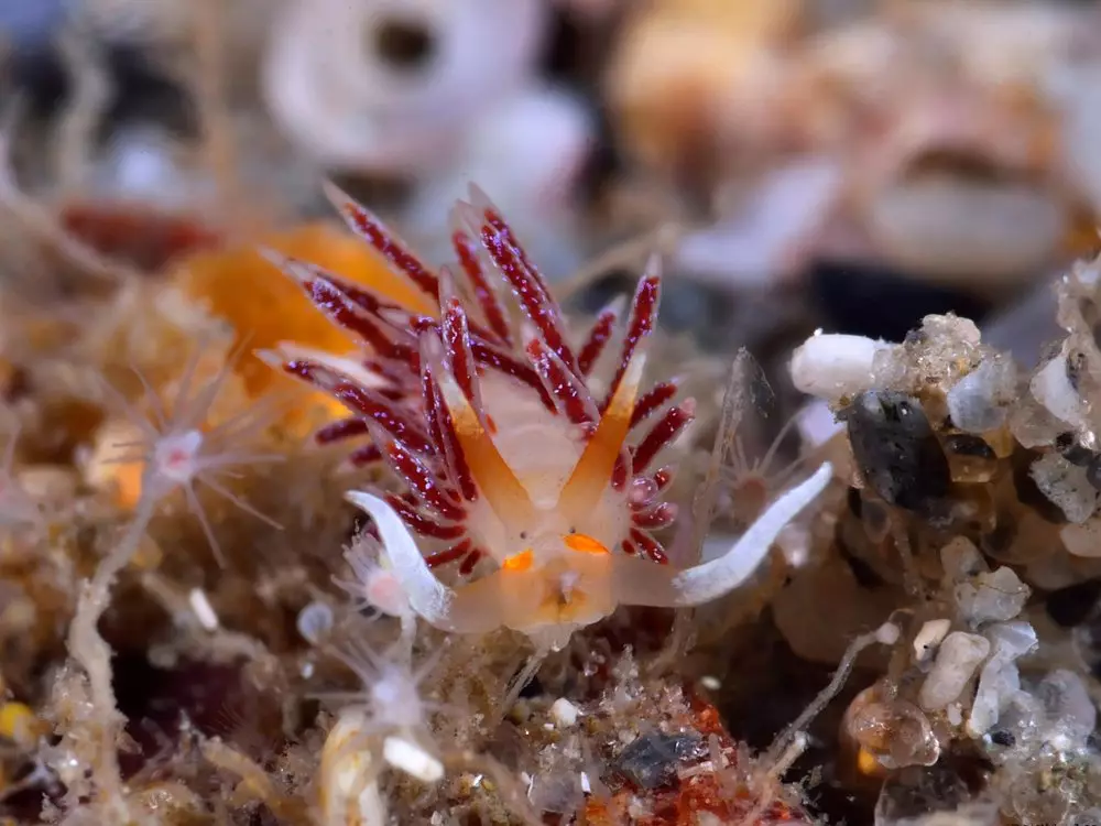 這種海蛞蝓有一種狡猾的方式來獲取超大份的食物
