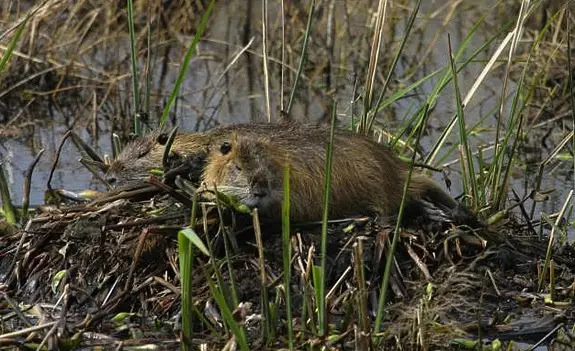 nutria مهاجم در جنوب ایالات متحده