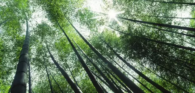 Bambuk yuxarı qalxır