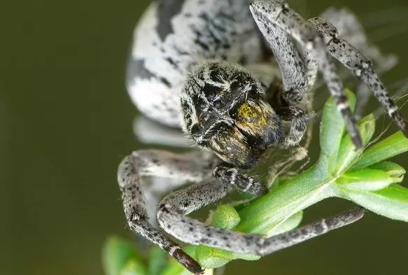 A Stegodyphus lineatus pók szárát szorongatja, miközben a fényképezőgép felé fordul.