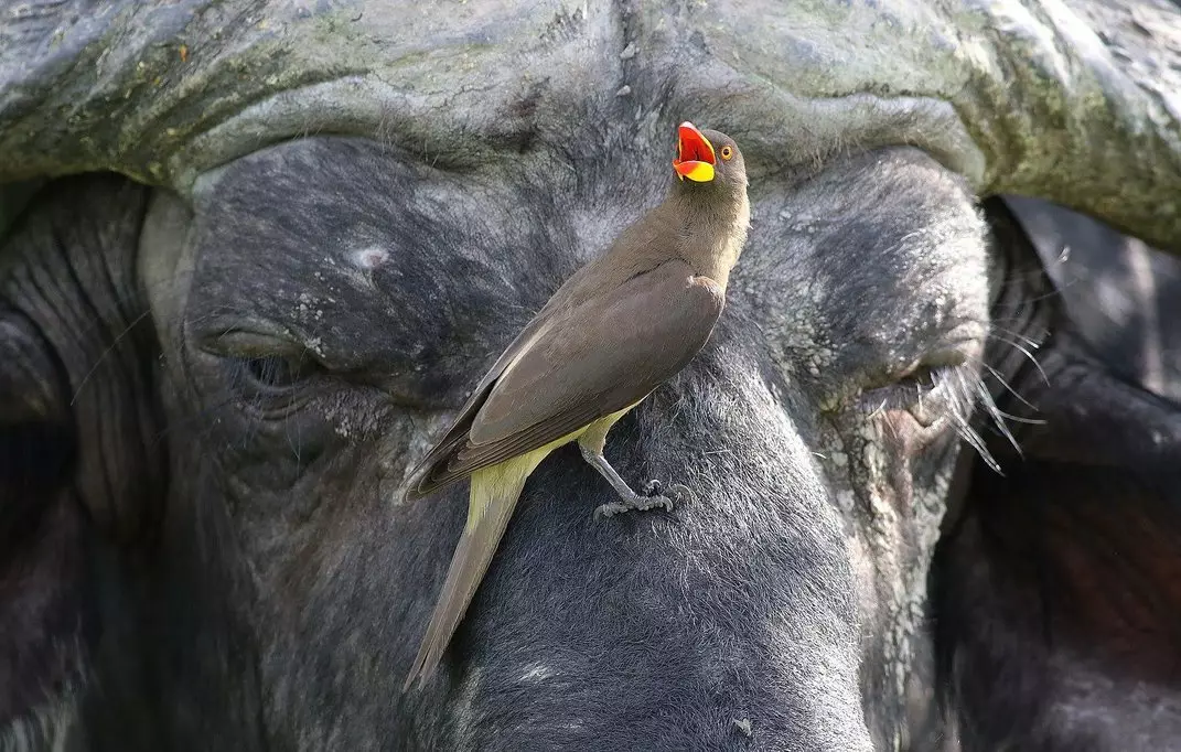 Detailní snímek zavřených očí a horního čenichu buvola kapského. Mezi očima buvola sedí oxpecker, jeho jasně červený zobák je otevřený a otočený doleva.