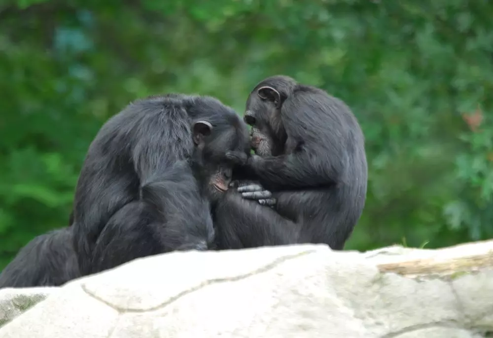 Прогулки с друзьями снижают стресс у шимпанзе