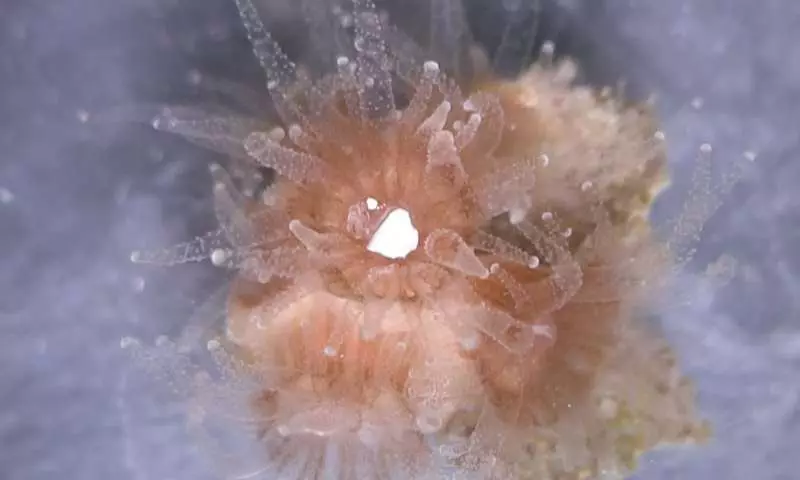 Koraller synes at kunne lide "smagen" af plastik