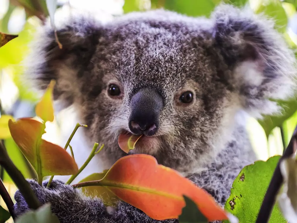 Seekor koala muda makan daun