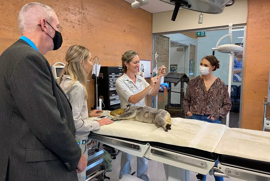 En veterinär förbereder sig för att vaccinera en koala under narkos