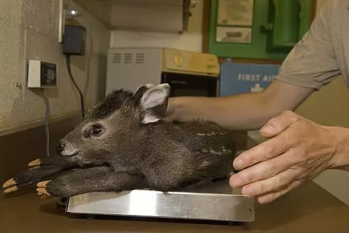 Deer na-adịghị ahụkebe Amụrụ na Zoo National