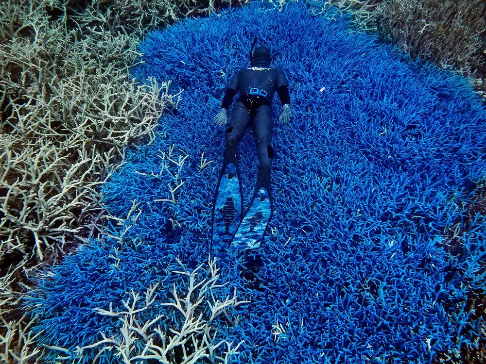 Un effort massif de la science citoyenne cherche à étudier l'ensemble de la Grande Barrière de Corail