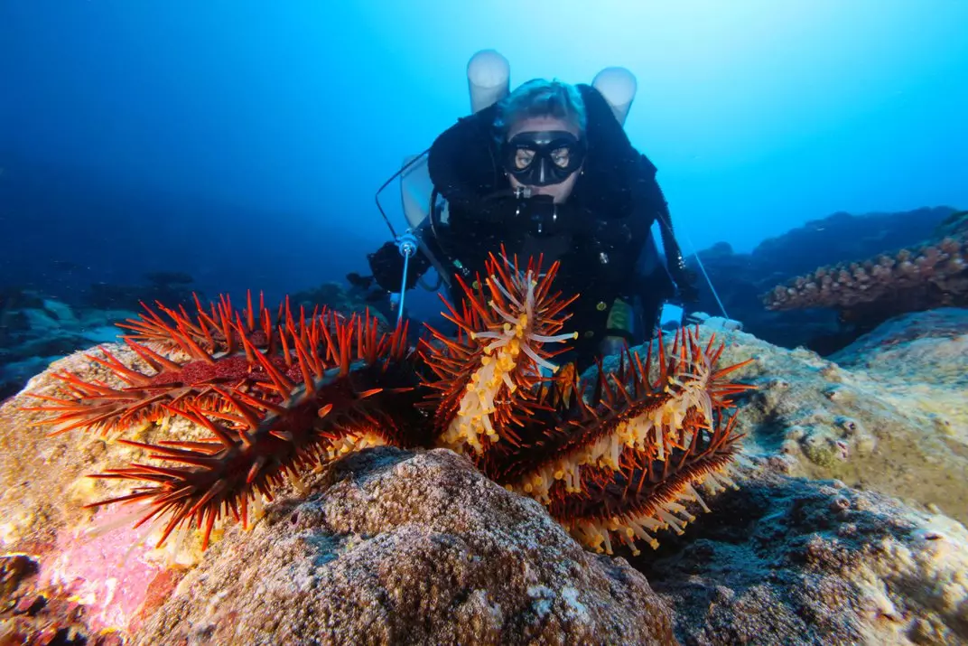 Crown of Thorns