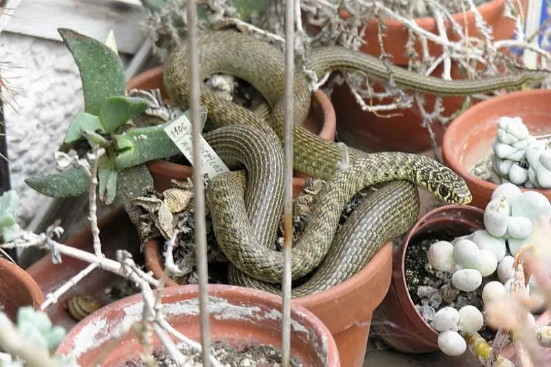 Algunhas serpes aparentemente inofensivas posúen unha glándula de veleno secreta
