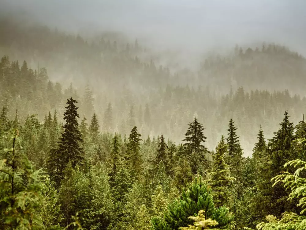تُظهر الصورة منظرًا طبيعيًا ضبابيًا مغطاة بأشجار