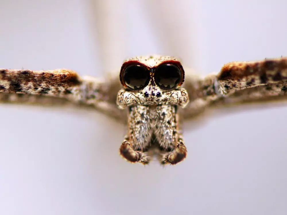 Et nærbillede af en ogre-faced edderkops ansigt med store øjne og mandibler