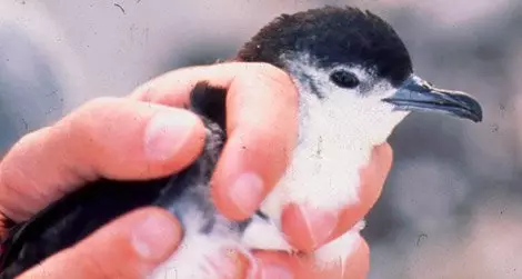 Otkrivena nova havajska vrsta ptica