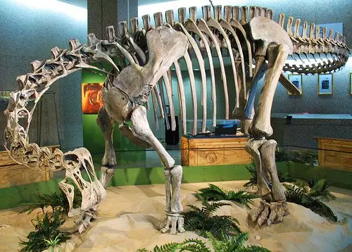 20110520083232nigersaurus-skeleton.jpg
