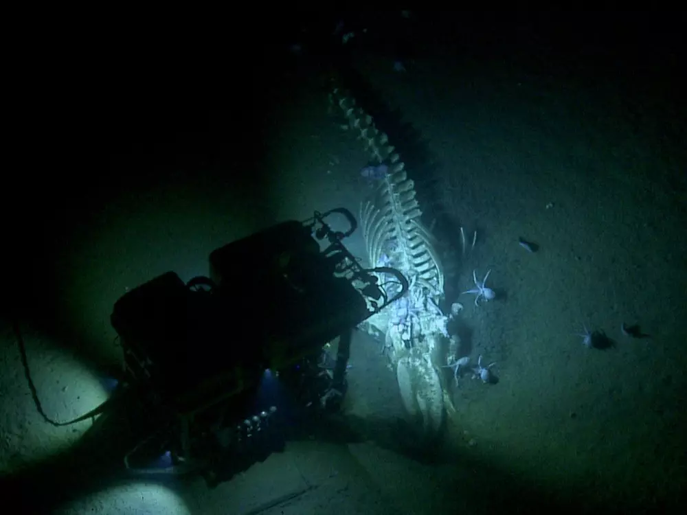 Դիտեք ծովային կյանքի խնջույքը օվկիանոսի հատակին կետի ամբողջական կմախքի վրա