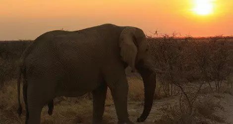 Schlange männlicher Elefanten in Trockenzeiten