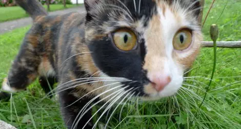 Judging a Cat (Wrongly) by the Color of its Coat