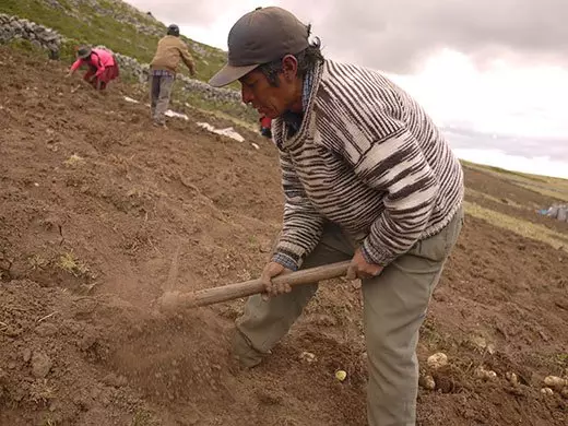 Pagsasaka Tulad ng mga Inca 14446_5