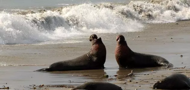 elephant-seals-631.jpg