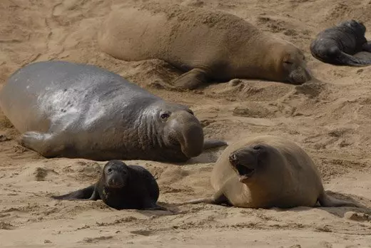 elephant-seals-2.jpg