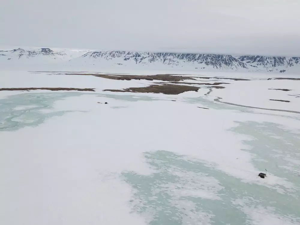 Ekstremt snefald forhindrede arktiske arter i at yngle sidste år