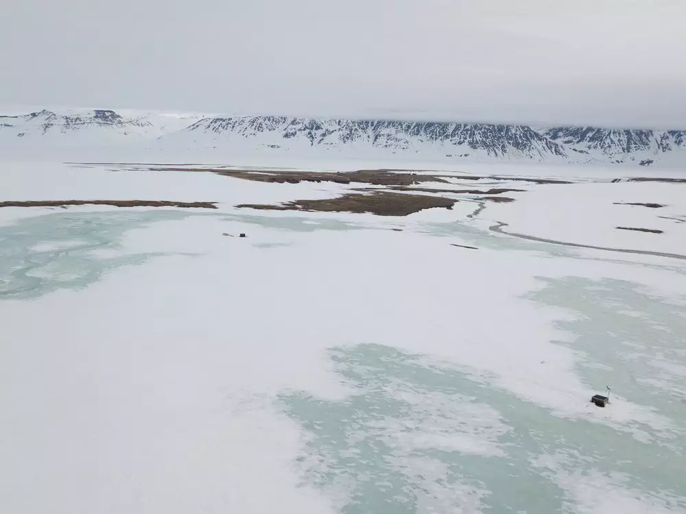 Barafka aadka u daran ayaa ka horjoogsaday noocyada Arctic in ay taranta sanadkii hore