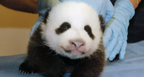 Panda Cam se vratio
