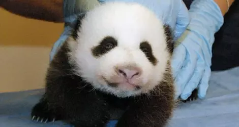 panda