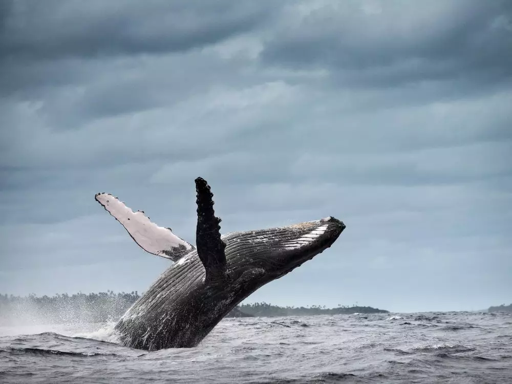 Grbavi kit probija, pokazujući prsne peraje.