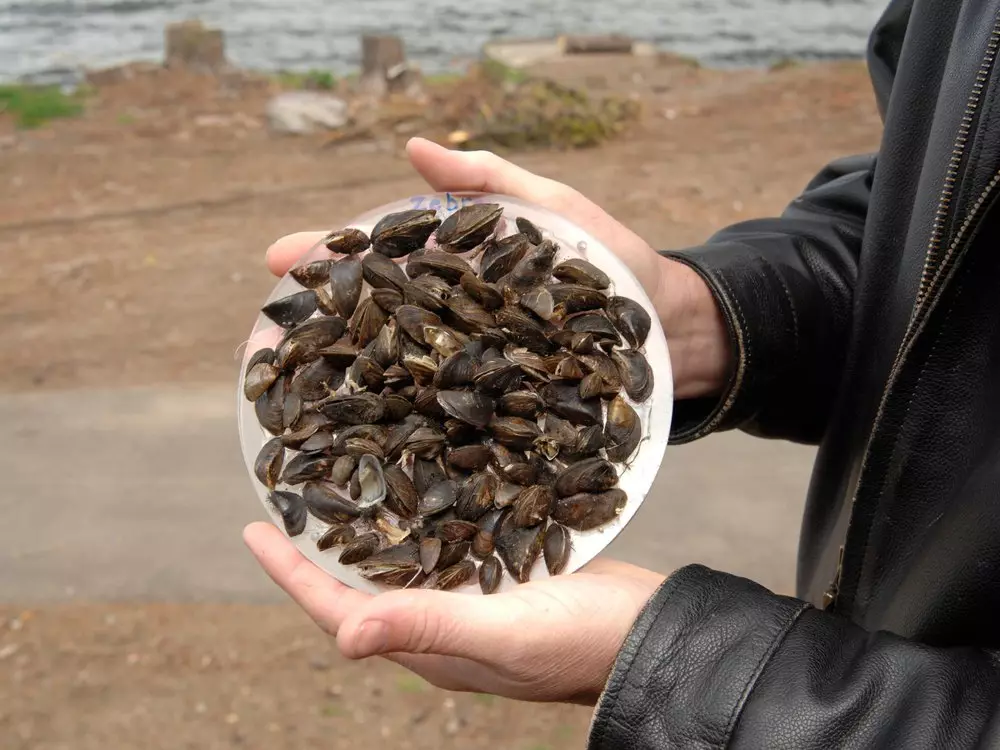 Awọn igi abila ni a ṣe afihan lori awo ipin ti o waye ni ọwọ onimọ ijinle sayensi ni eti okun kan ni Diamond Lake ni Umpqua National Forest ni Oregon ni Oṣu Kẹfa ọjọ 10, Ọdun 2008