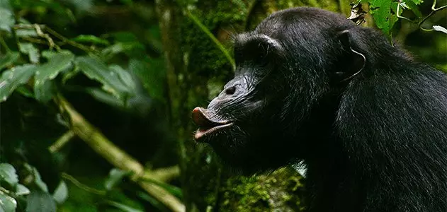 Mga chimpanzee