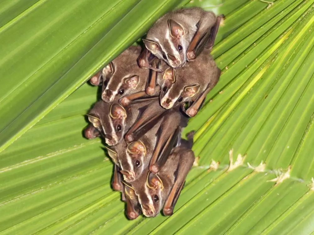 Dall'ingegneria fogliare ai complessi circoli sociali, nei pipistrelli c'è di più del volo e dell'ecolocalizzazione. (Charles J Sharp)