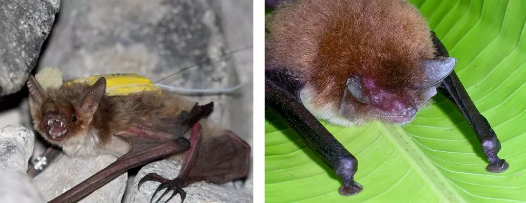 Due specie di pipistrelli affiancate per il confronto.