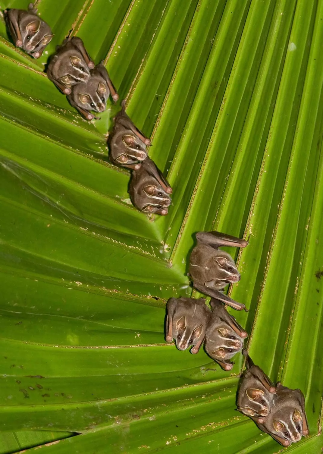 Små brune flagermus i kammene af et grønt blad.