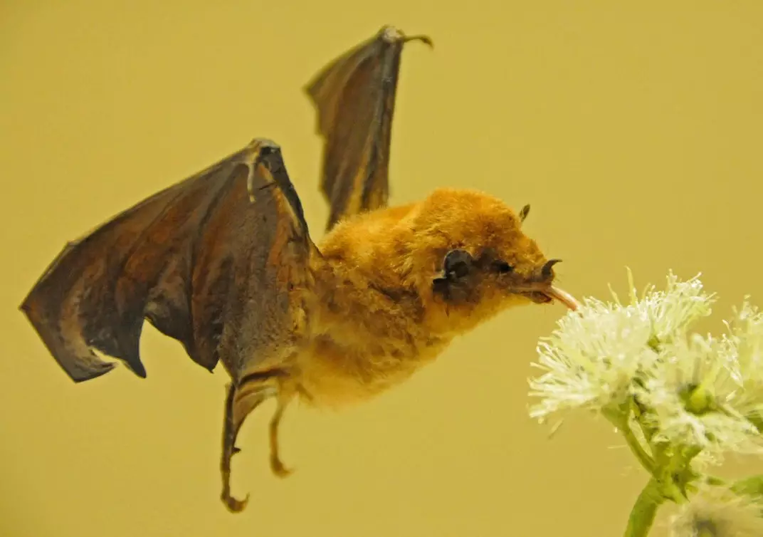 En flagermus nipper til nektar fra en blomst.