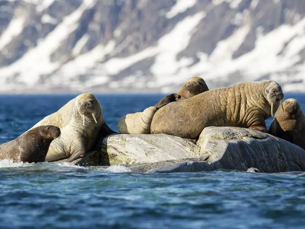 На истражувачите им требаат доброволци „детективи на морж“ за да помогнат во броењето на животните на сателитски слики