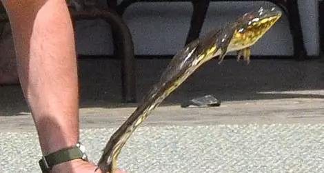 Jauziak Irabazteko Zientzia Calaveras County Frog Jumping Lehiaketan