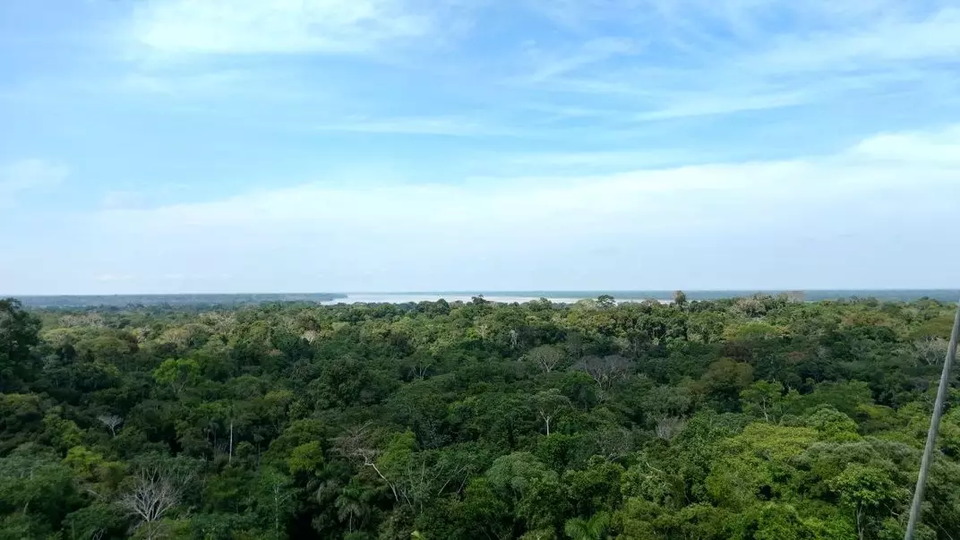 ForestGeo، Amacayacu، کولمبیا، د ځنګل تاج او نیلي آسمان