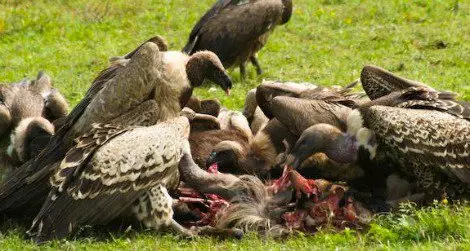 vultures-eating-dead-animal-470.jpg