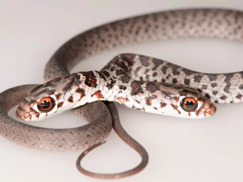 In Florida bring troeteldierkat 'n seldsame tweekoppige slang huis toe