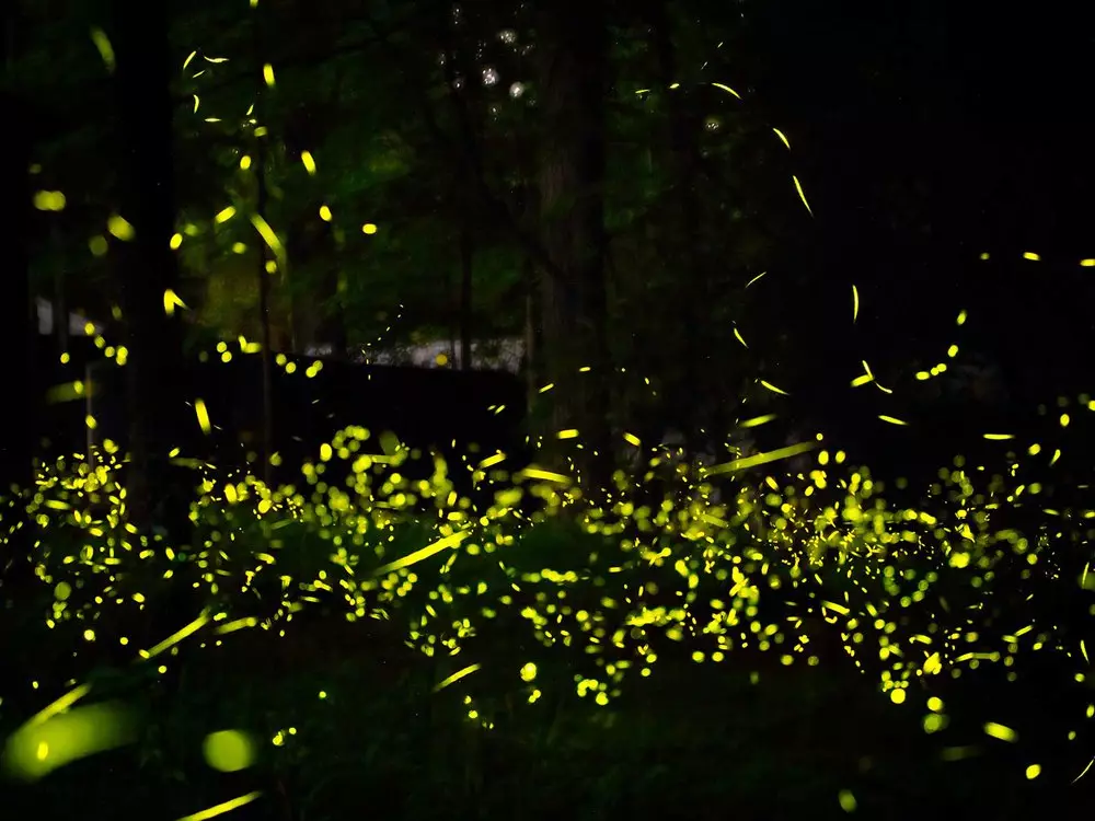 Hoe't Fireflies 'dramatyske ljochtshow foarútgong kin opwekke yn robotkommunikaasje