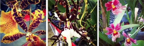 Kurima Orchid, Zvinoda Musha, . . . Uye Vamwe Fungus