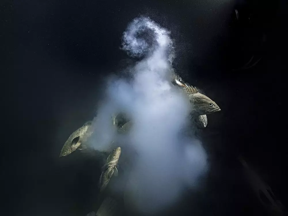 Un puñado de meros pululan preto dunha nube de gametos sobre fondo negro