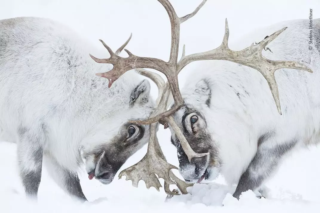 Két rénszarvas bak összecsapja nagy agancsát a hóban