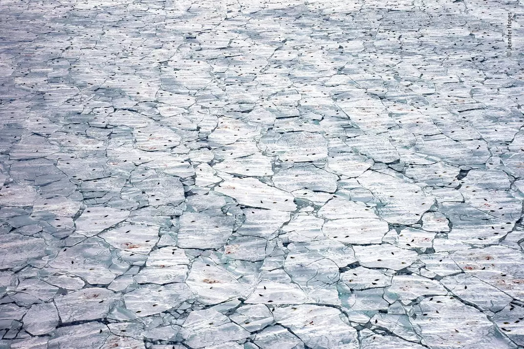 фотографија из ваздуха комада лома морског леда прошараног фокама