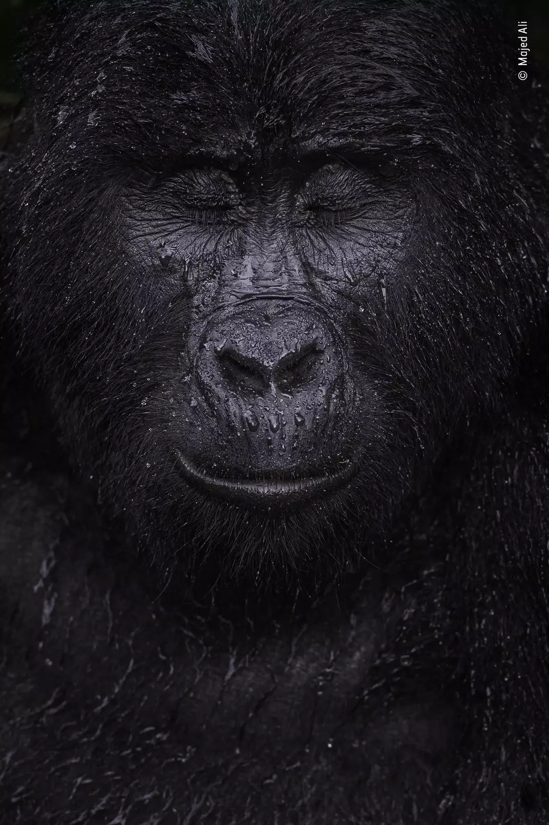 retrato de la cara de un gorila macho, con los ojos cerrados