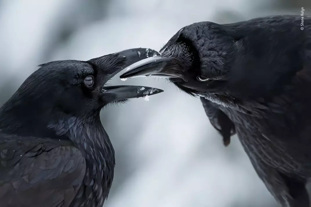 Två stora svarta korpar med öppna näbbar mot vit snö