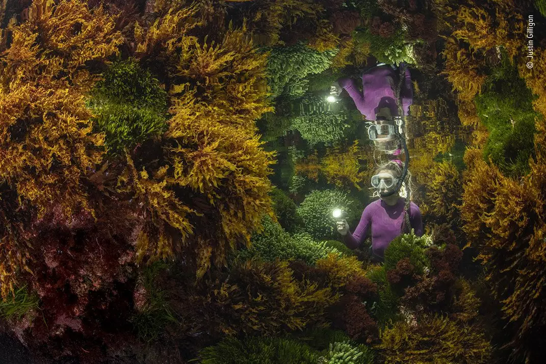Gambar awéwé dina wetsuit ungu dikurilingan ku kelp jero cai