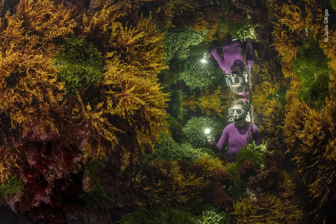 Immagine di donna in muta viola circondata da alghe sott'acqua