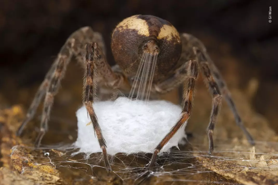 Una araña marrón con una bola de seda blanca.